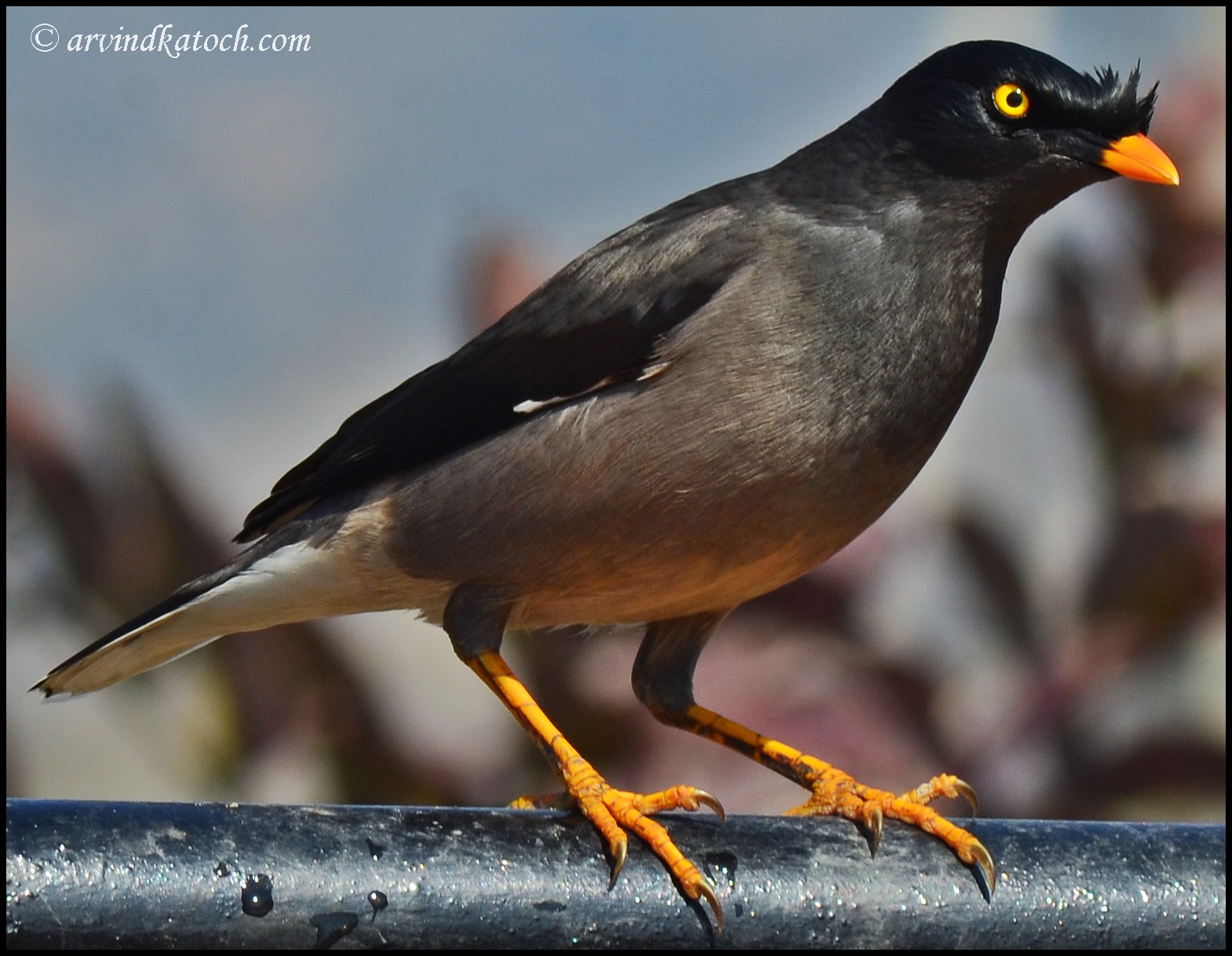 Jungle Myna Pictures and Detail (Acridotheres fuscus)