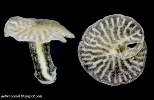 Haiwan Seakan Cendawan - Gaban Comel