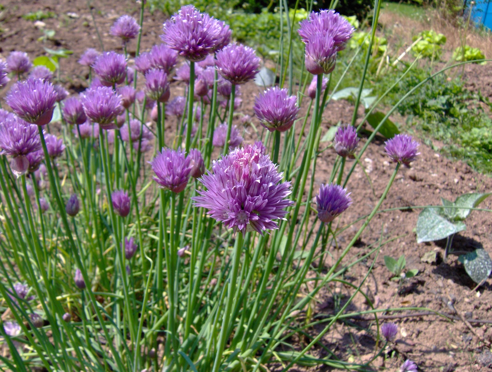 Super Starts: Chives