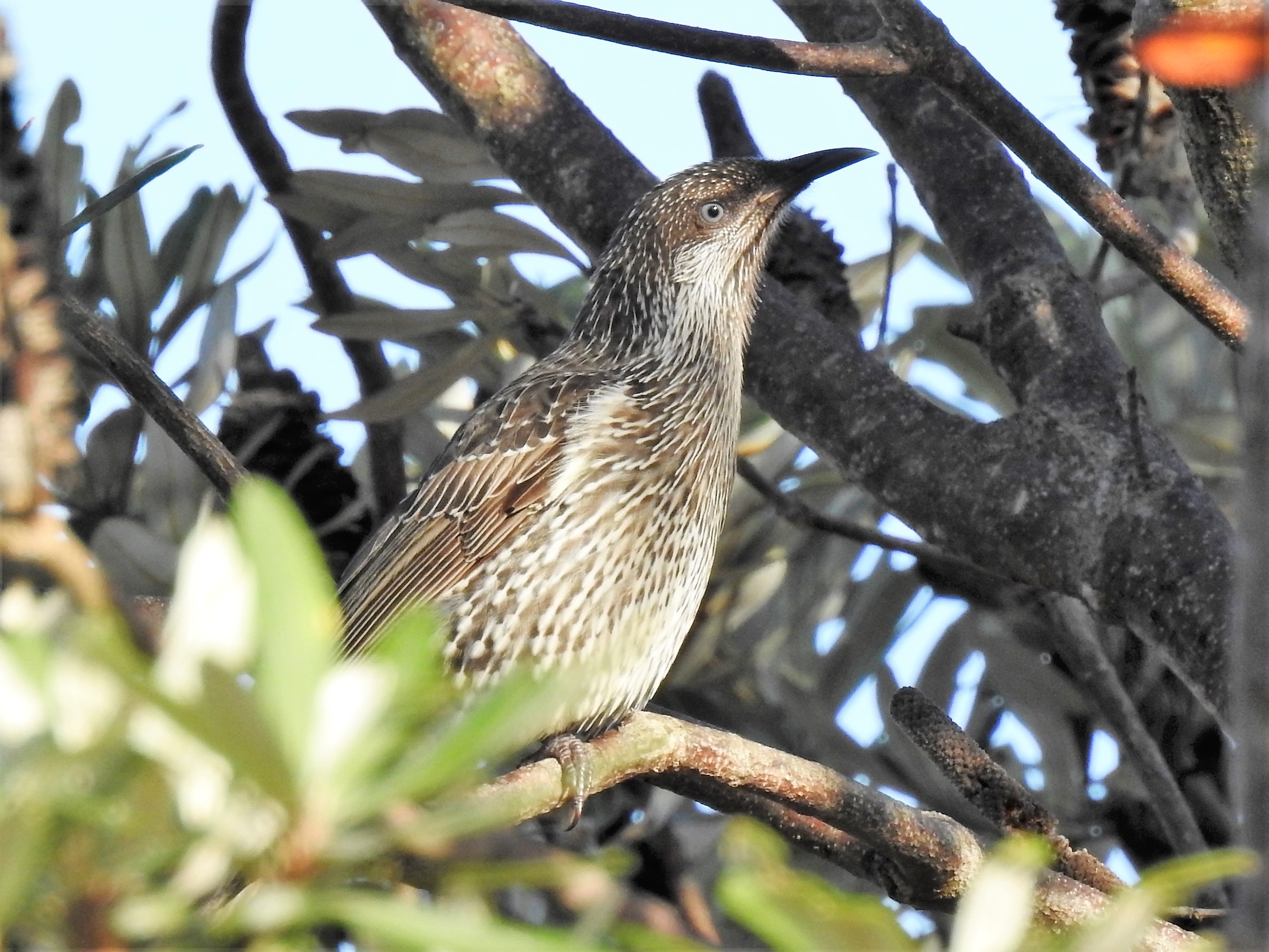 Birding - Tweed Heads - Australia: Tweed Bird List with Photos