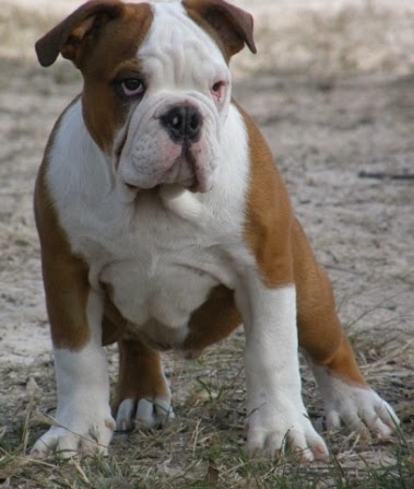 Overview of Australian Bulldog (Aussie Bulldog)
