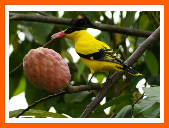 About the Mascot of Central Java, the Bird of the Golden Horn - SMPN 1 ...