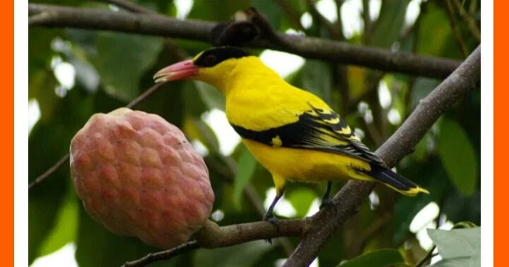 About the Mascot of Central Java, the Bird of the Golden Horn - SMPN 1 ...