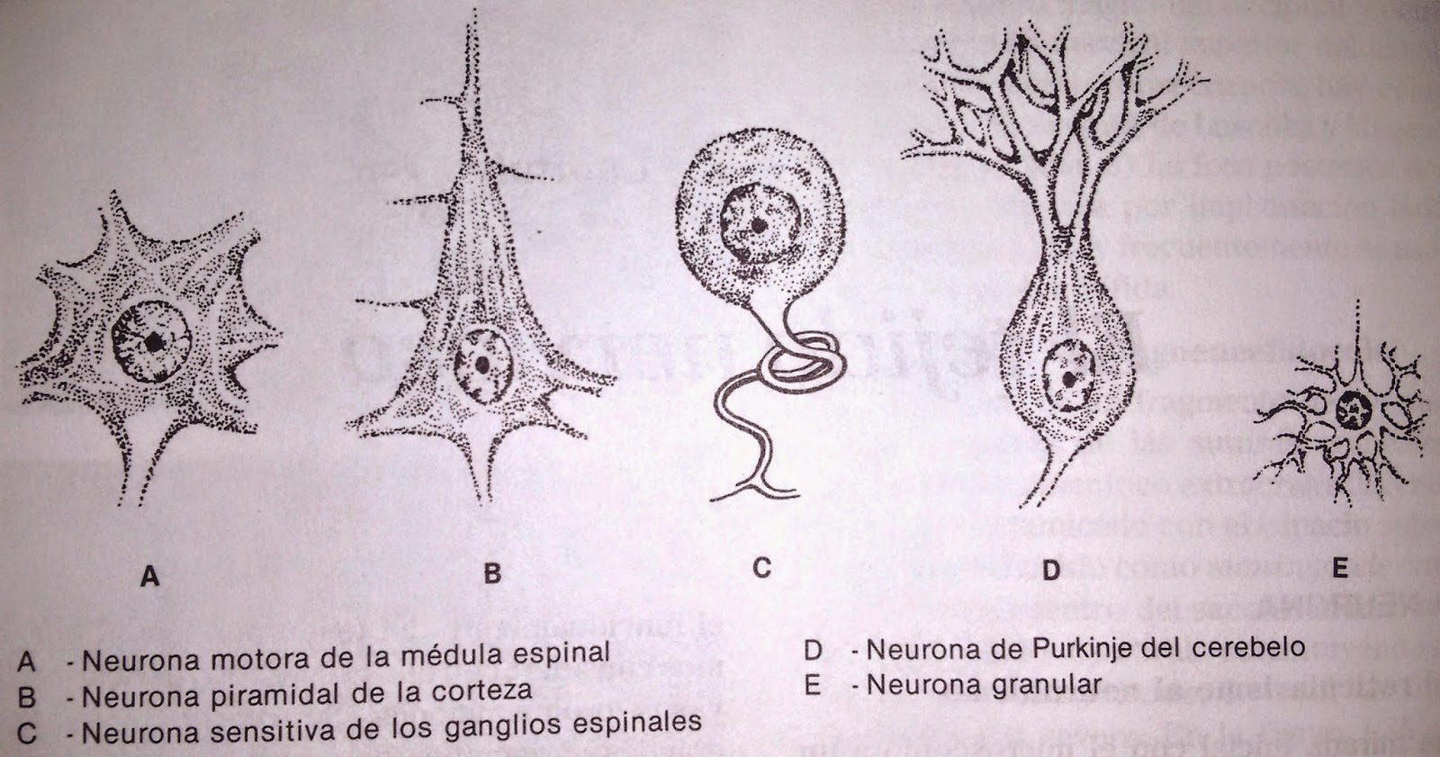 TEJIDO NERVIOSO: La Neurona