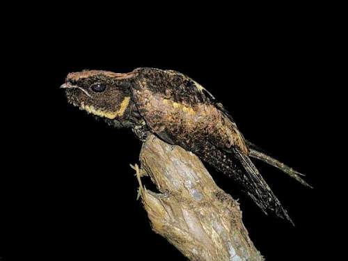 Great eared nightjar | Birds of India | Bird World