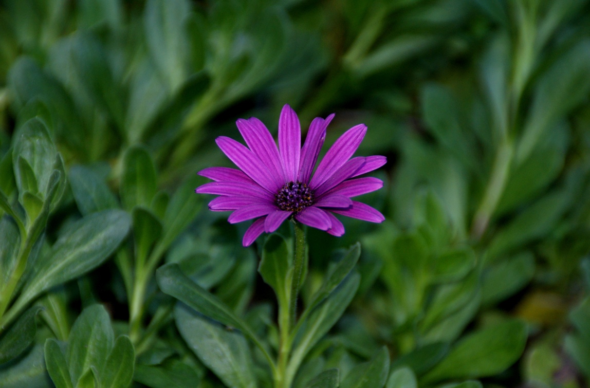 A photo, A thought............: Plant: Purple African daisy