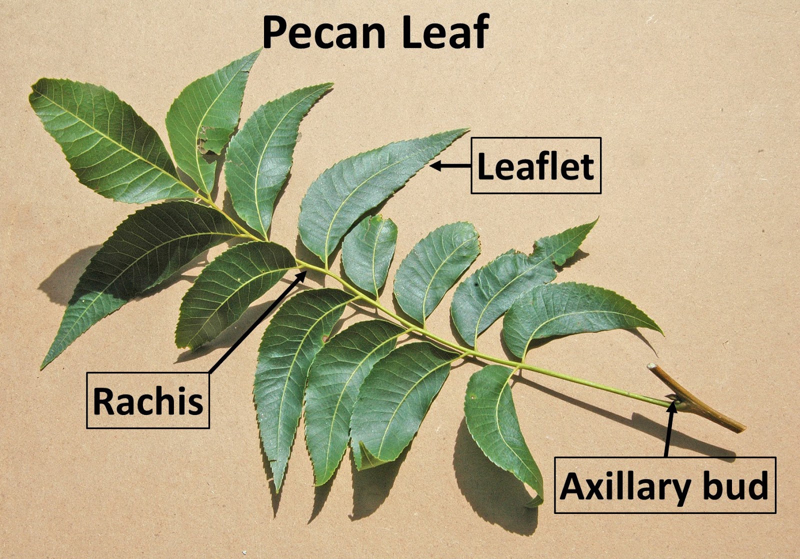 Northern Pecans: Collecting leaf samples for analysis