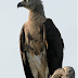Elang Flores / Flores Hawk Eagle (Nisaetus floris) ~ Jendela Lestari