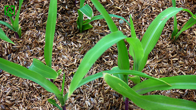 Mulching ~ Plant diseases identification