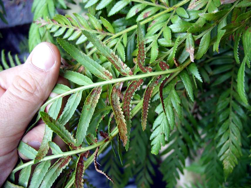 PhyloBotanist: Botany picture #24: Todea barbara