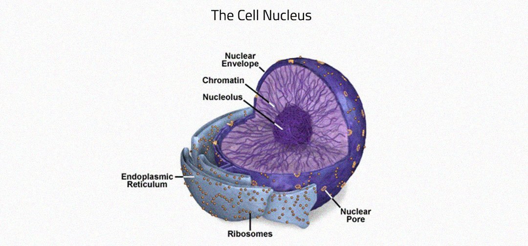 เซลล์ (Cell): เซลล์ของสิ่งมีชีวิต (cell of organism)