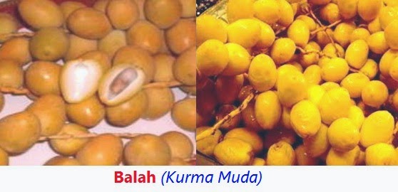 AL HIJRAH MUAMALAT: Sunnah Berbuka dengan Rutab Bersahur Dengan Tamar