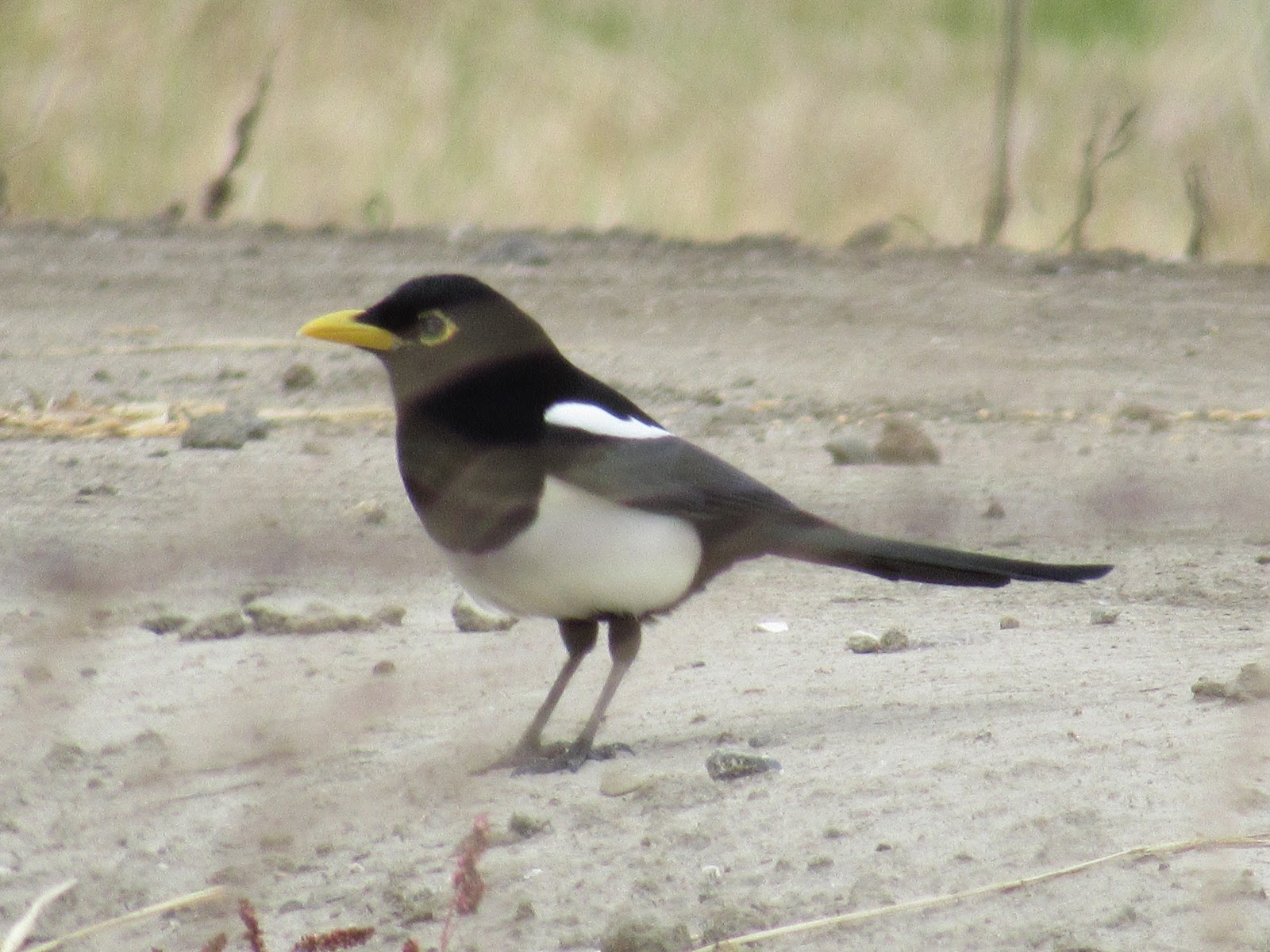 Wings and Daydreams: Marvelous Magpies