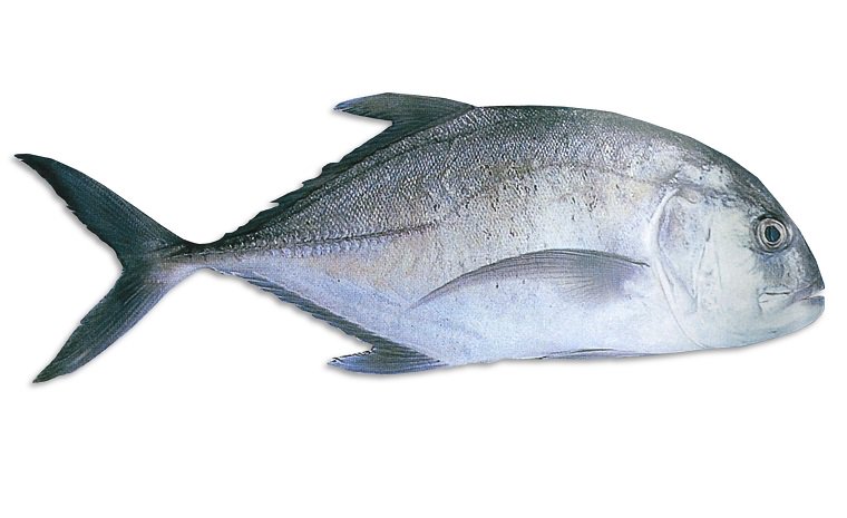 Top 10 tastiest Sea Fish to eat