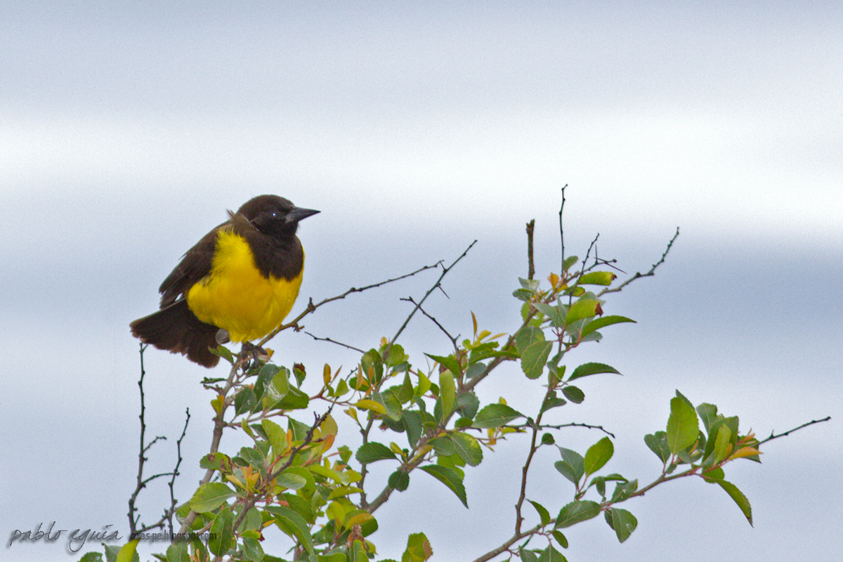 mis fotos de aves: Pecho Amarillo Grande Pseudoleistes guirahuro Yellow ...