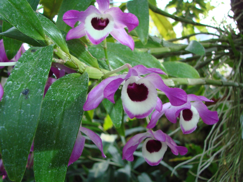 Dendrobium sp | Pustaka Flora | Database Tanaman Landscape