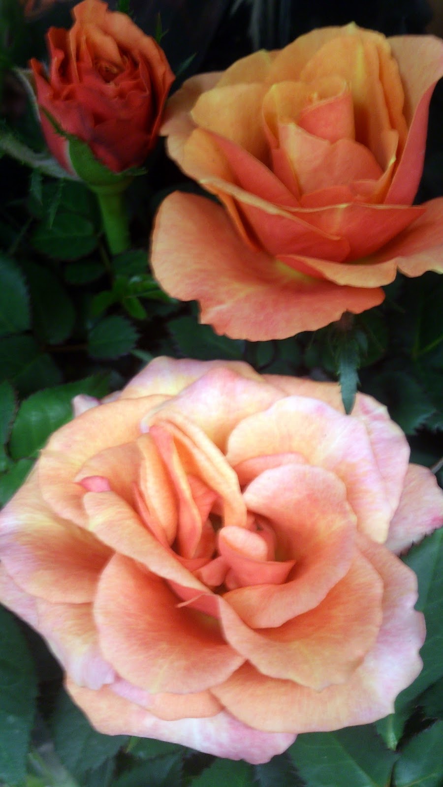 Vademecum Interesting Plants: Rosa - Róża (gatunki) - Rozen (soorten)