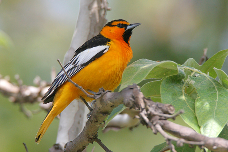 Granny Marigold: Birds and a Reply