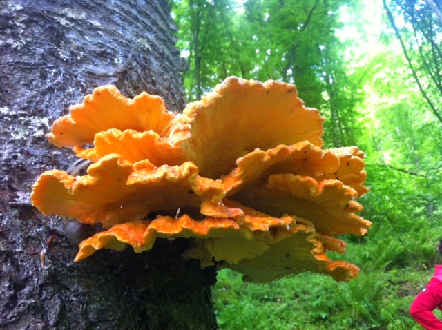 Ciuperci Ana Lugojana: IASCA GALBENA