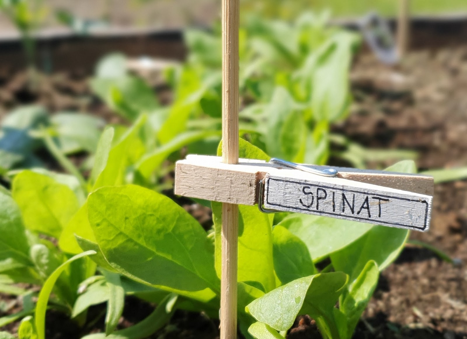 Kaksteist kuud: Sildid taimedele