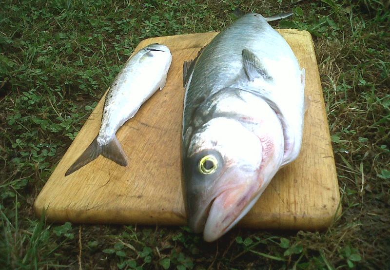 fishingnews.co.nz: Monday Fish 5 and 6, The Wairau Bar