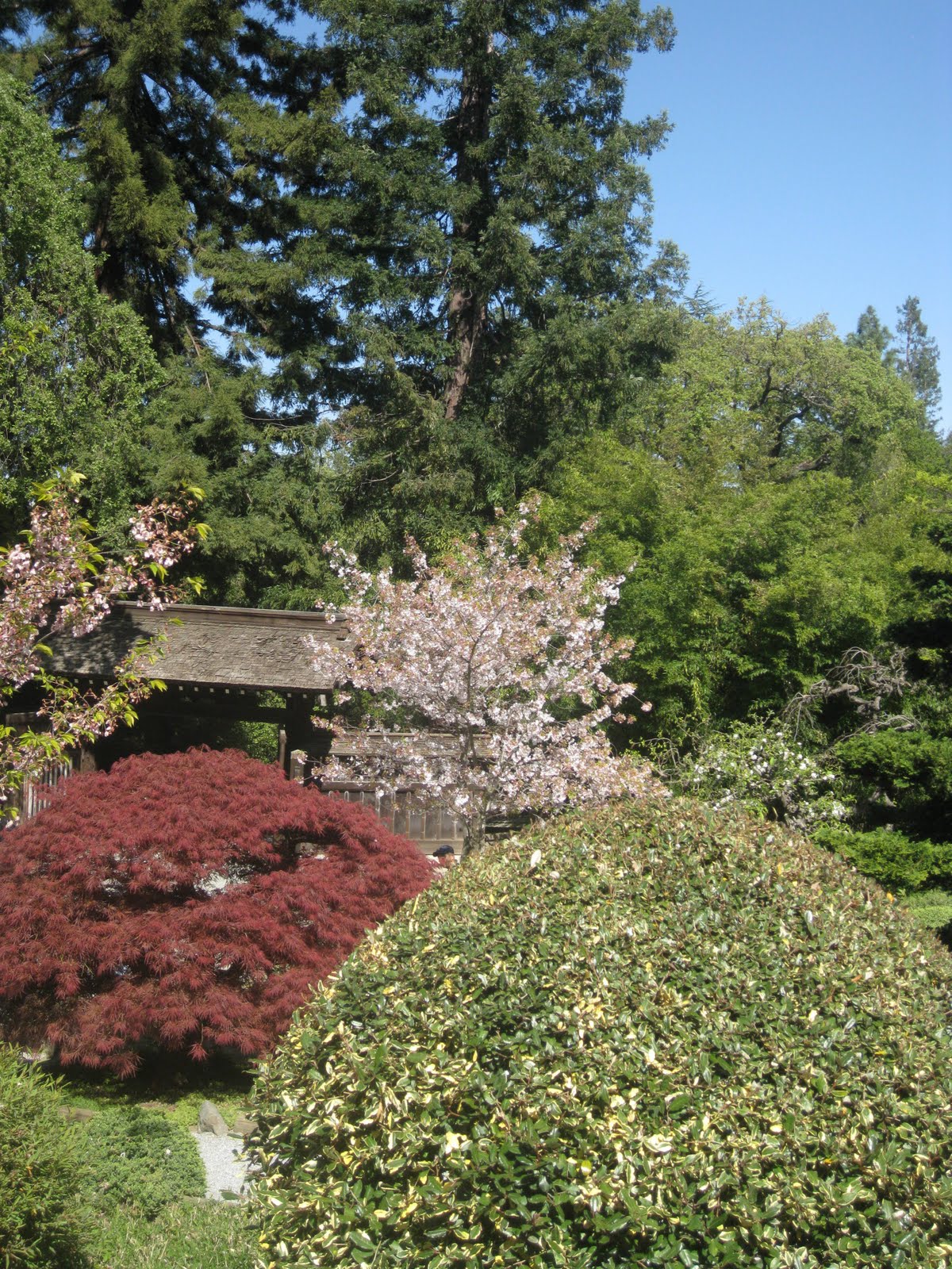 Sissel Olga goes to San Jose: Japansk hage