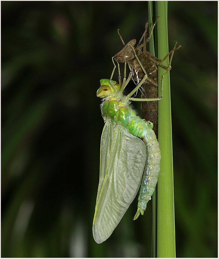 Dragonfly Emerging From Nymph