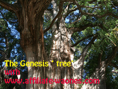 waone's articles: Genesis Tree: Pohon Terbesar ketujuh di Dunia