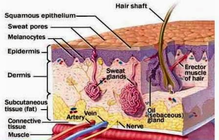 DUNIA KESEHATAN: November 2015