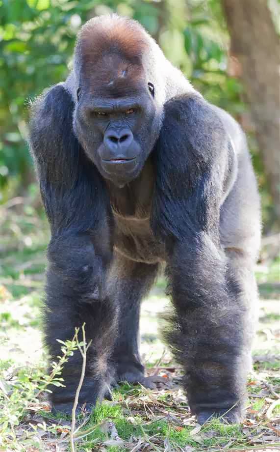 Author Robin Densmore Fuson: Lying