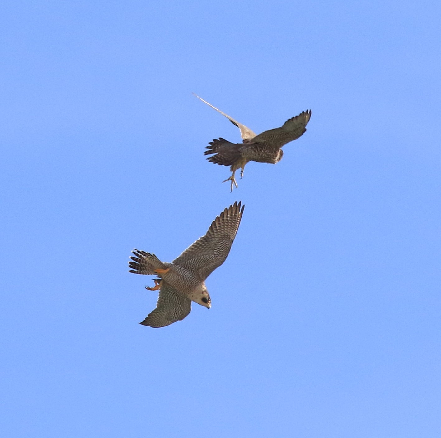 rapaces diurnas de cataluña: 14-12-2019 Halcón peregrino cazando