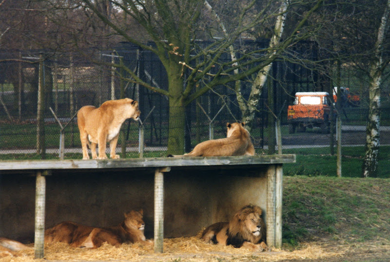 Just Lions: Woburn - The Founder Pride