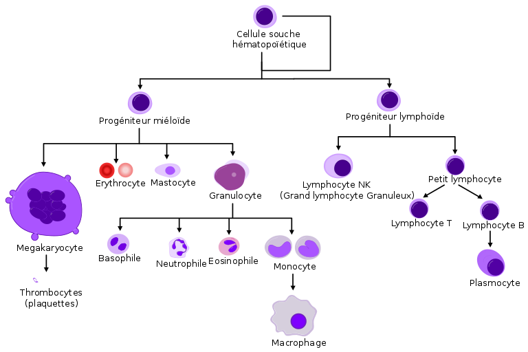 Le système immunitaire, un système à booster