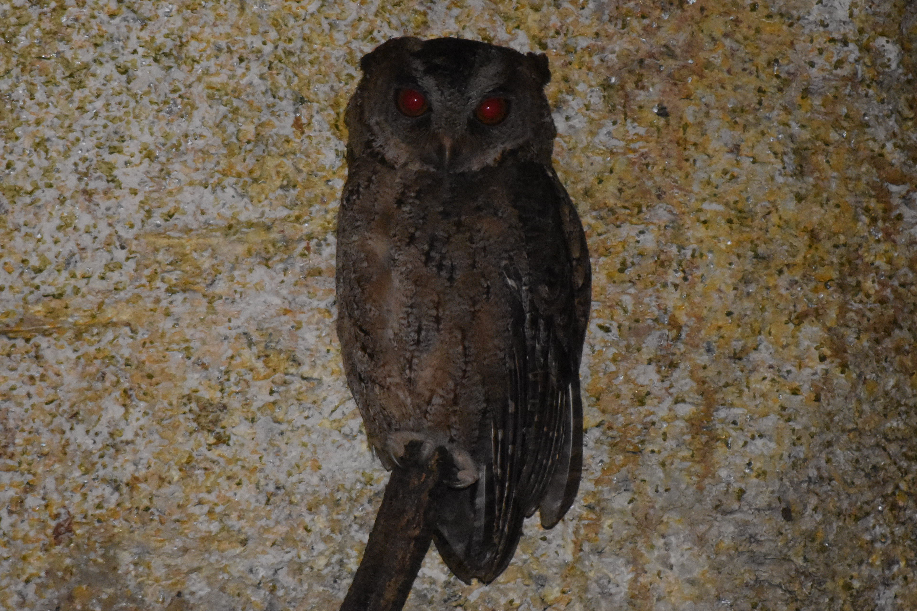 ZOOTOGRAFIANDO (6.096 ANIMALS): AUTILLO FILIPINO / LUZON LOWLAND SCOPS ...