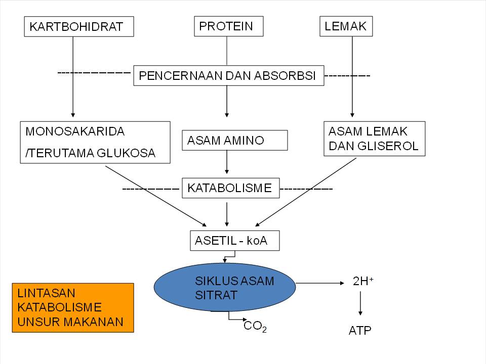 Tony Bani: Metabolisme