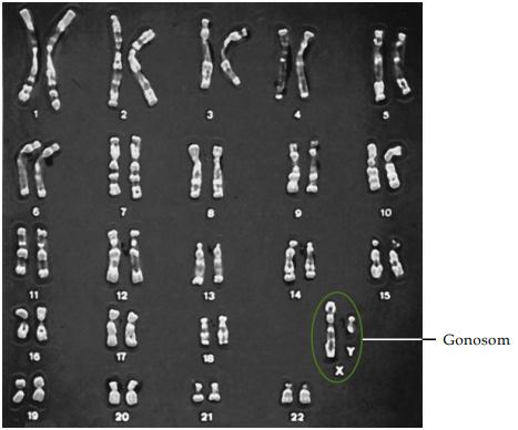 Substansi Genetik - Pustaka Belajar