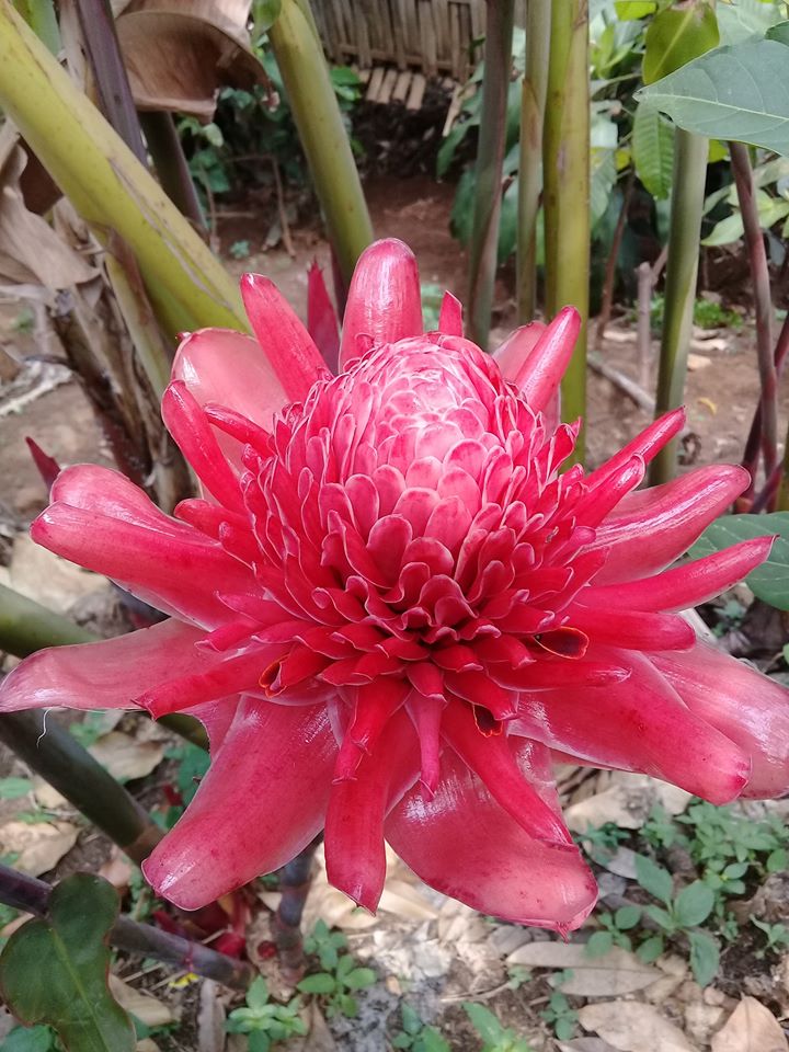 Exotic Plants in Indonesia