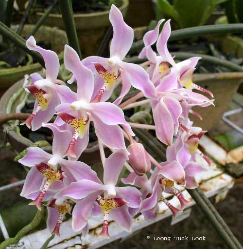 Acine orhideje info: Paraphalaenopsis