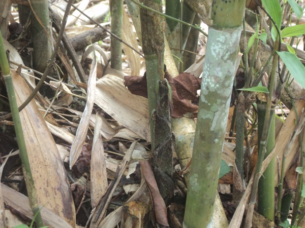 balaikualan: Rebung alias Bambu Muda