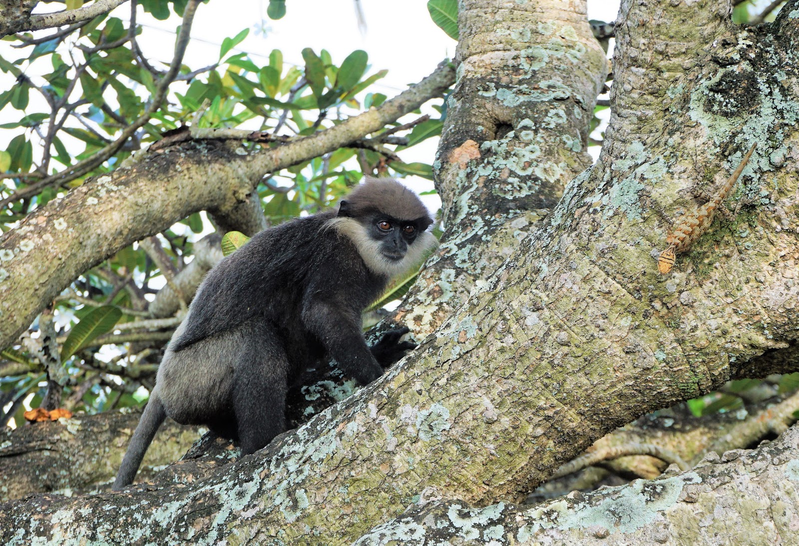 Souvenir Chronicles: SRI LANKA: GALLE AND THE JOURNEY HOME