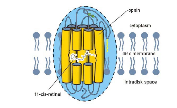 STARGARDT... e dintorni.: Stargardt: ¿cómo funciona?