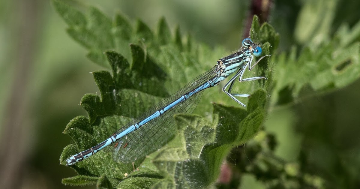 TrogTrogBlog: White-legged damselfly TrogTrogBlog: White-legged damselfly