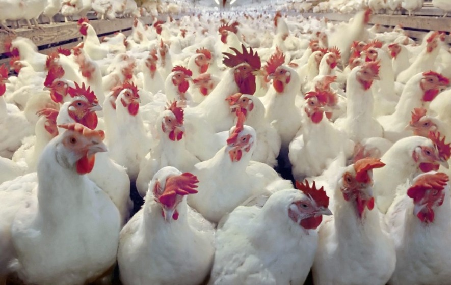Small Scale Livestock Farm Business Ideas FeedBackPoint small-scale-livestock-farm-business-ideas-feedbackpoint