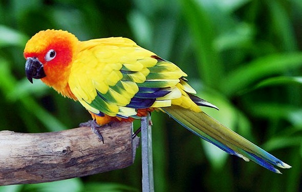 Pets Lovers: Austral Conure Parrot