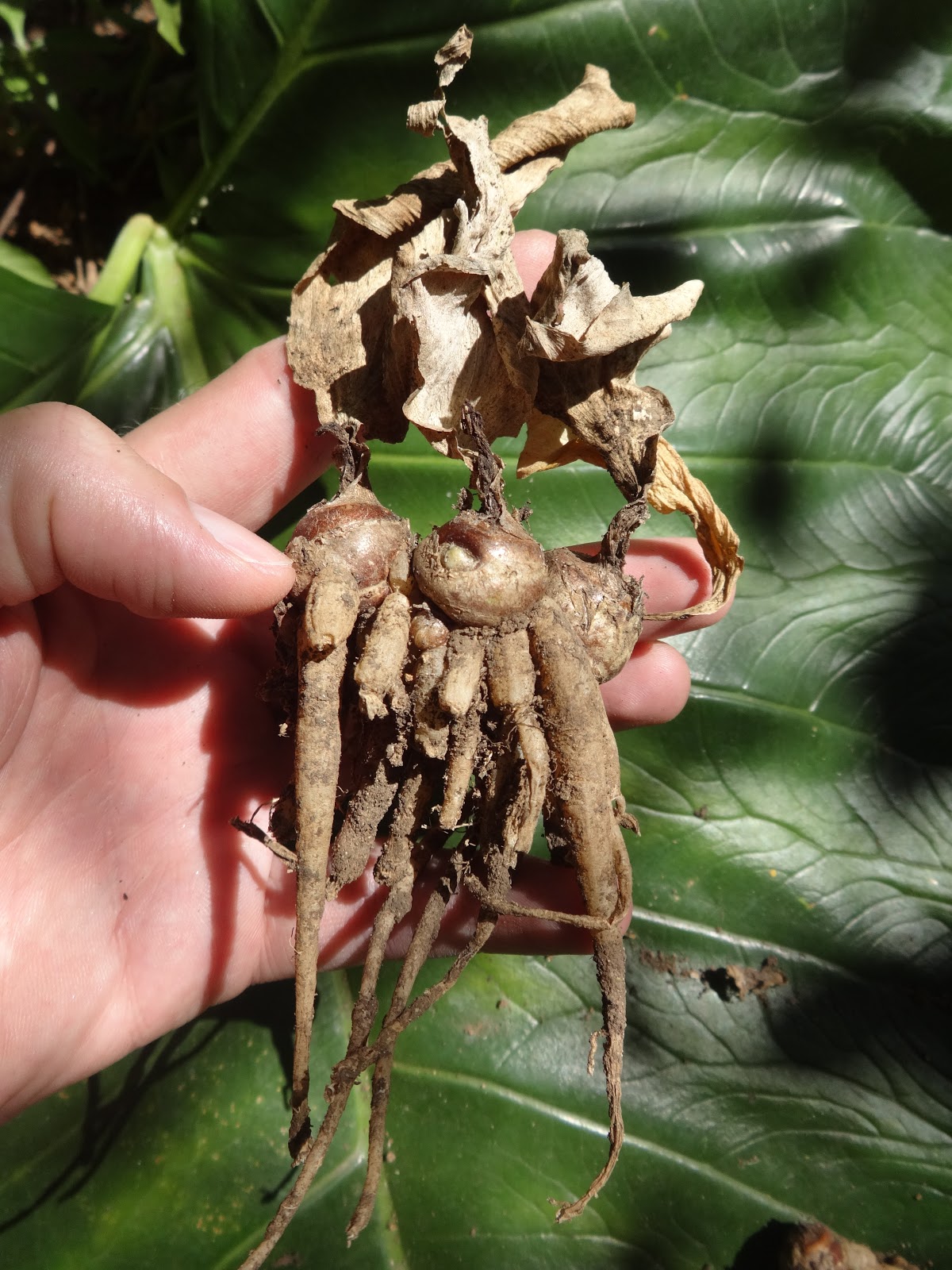 Herbs from Distant Lands: Kaempferia galanga - Kencur, Galanga