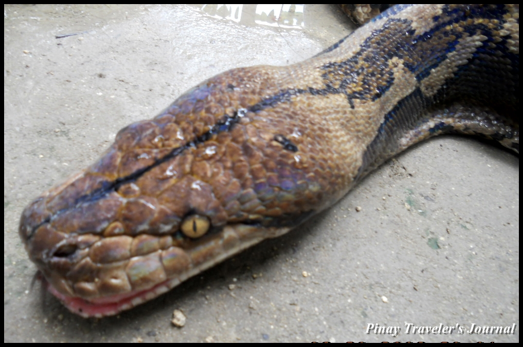 Wanderful Pinay: Prony the Python in Alburquerque | Frolics in Bohol
