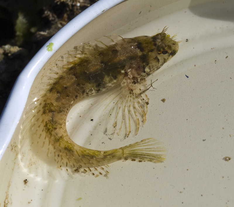Paseos por la naturaleza: Blennius ocellaris. Torillo.