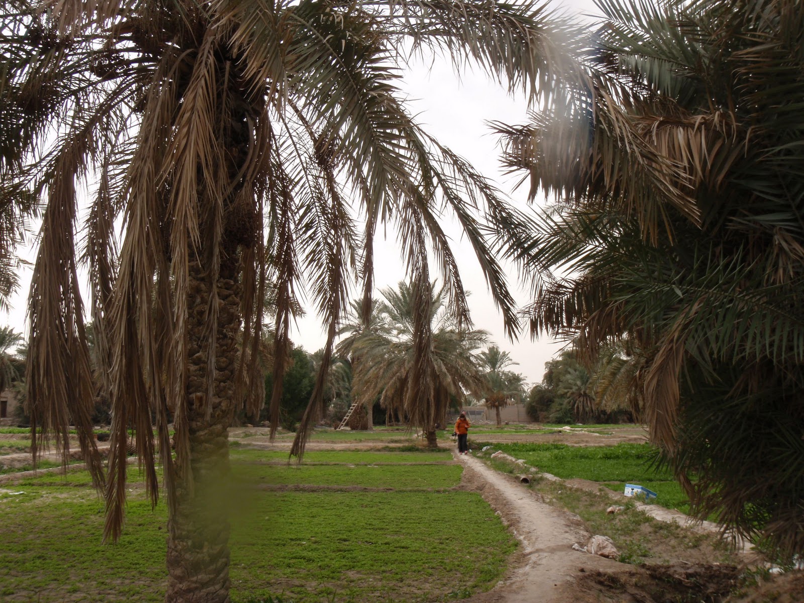 Athens Nature Journal: Kuwait Birding: Near Kuwait City