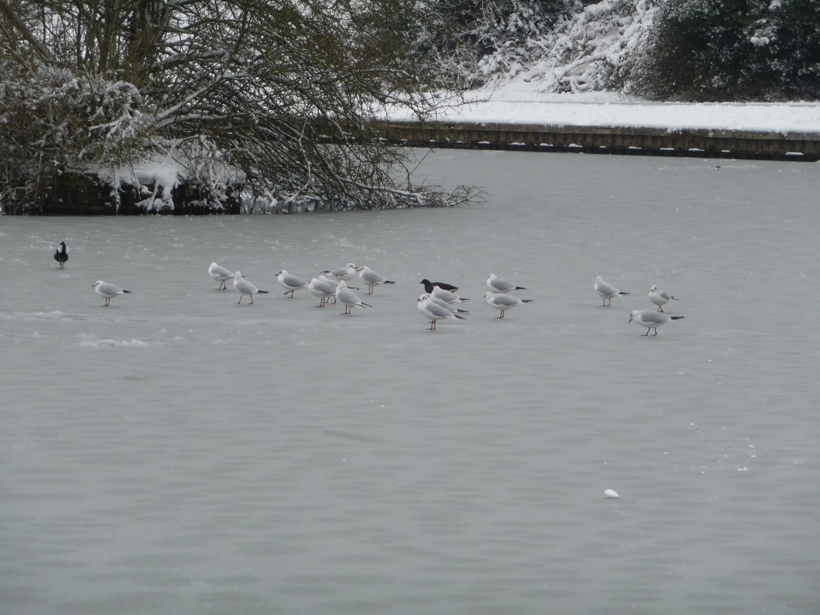 Smallbrook meadows nature reserve in the snow | Touched by nature