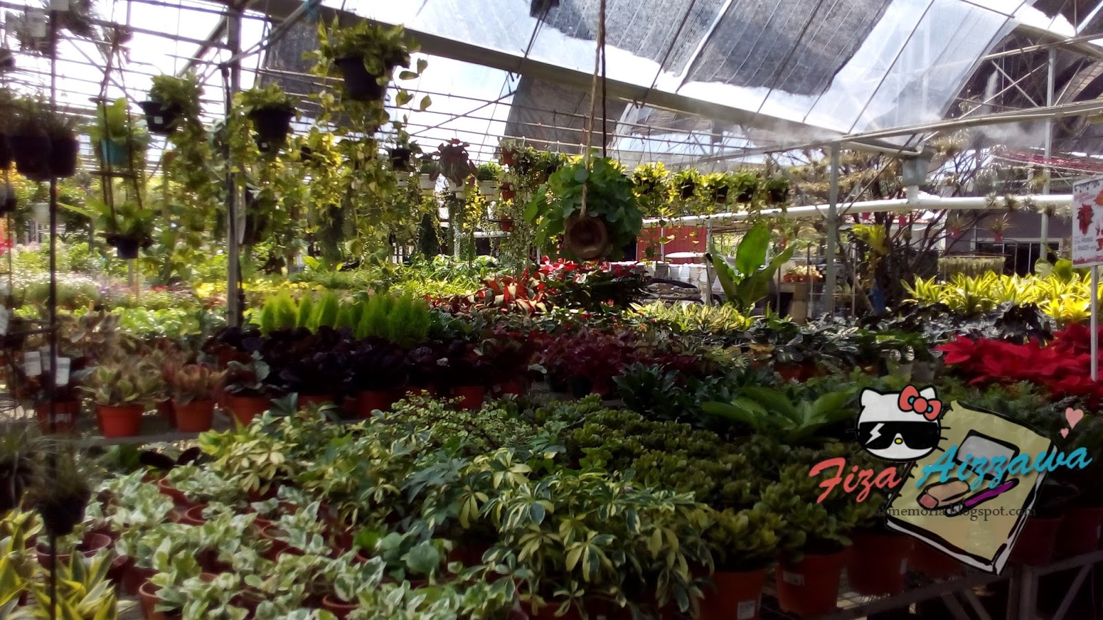 Pelbagai Bunga hiasan dan pokok hiasan di Nurseri Bunga, Sg. Buloh